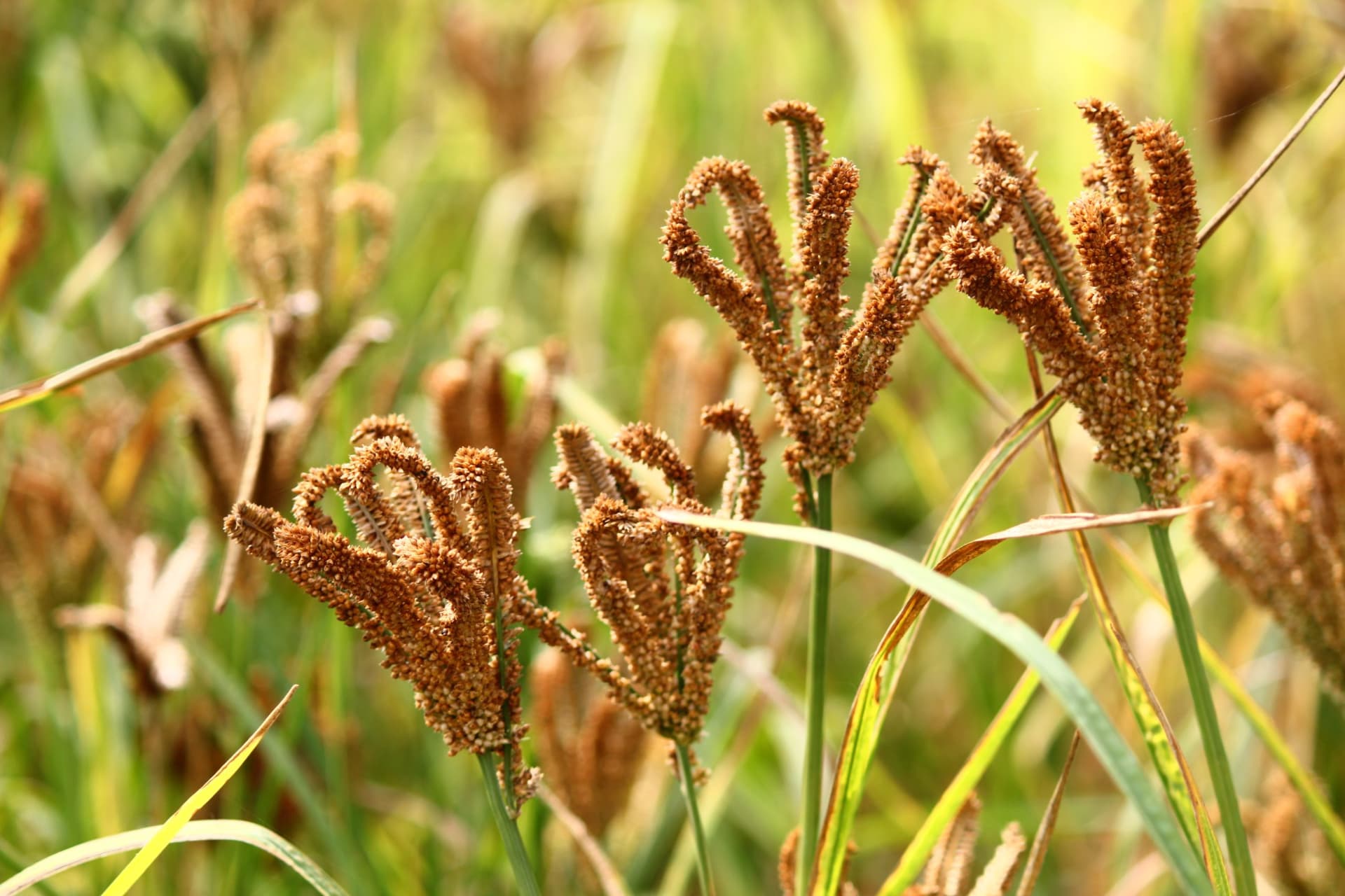 Finger Millet - A Versatile Grain Worth Cultivating - AFA
