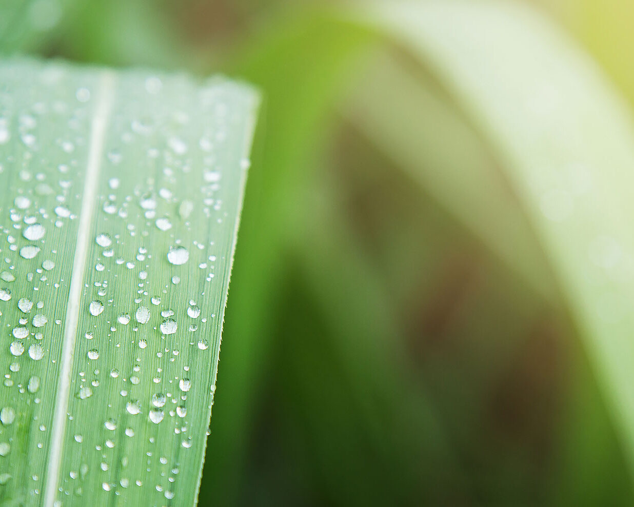 Home - Sugar Directorate - AFA